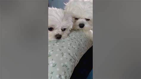 아무 생각 없는 강아지 코스 모스 Youtube