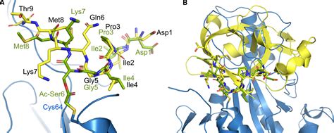 Structure Of A Glutamine Donor Mimicking Inhibitory Peptide Shaped By