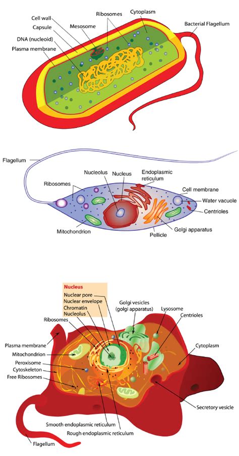 Modern Classification Systems ‹ Opencurriculum