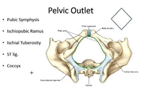 Gu Lecture 16 Perineum Flashcards Quizlet