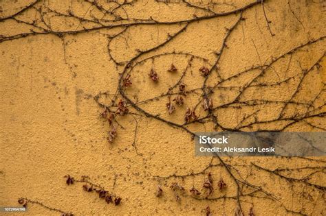 함께 등산 식물의 자연의 배경 흰 벽에 나뭇잎 가 장식가 까이 서 공간을 복사 벽에 야생 포도 나무입니다 포도 나무와 자연 배경입니다 집의 벽에 담 쟁이의 잔 가지 0명에