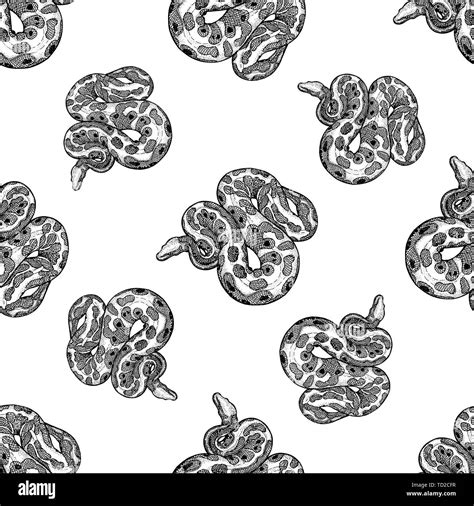 Seamless Pattern Of Hand Drawn Sketch Style Pythons Isolated On White Background Vector