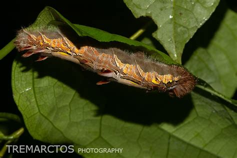 Morpho Caterpillar Tremarctos