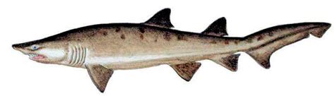 Carcharias Taurus