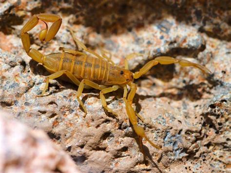 How Long Can A Scorpion Hold Its Breath Reptileszilla