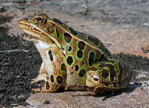 Green Spotted Frog