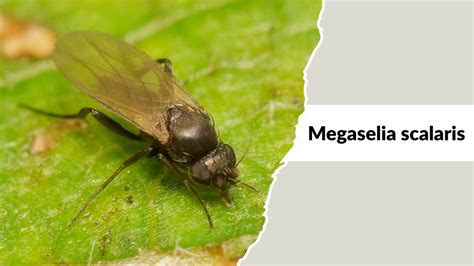 25 Common Types Of Phorid Flies Identification With Picture