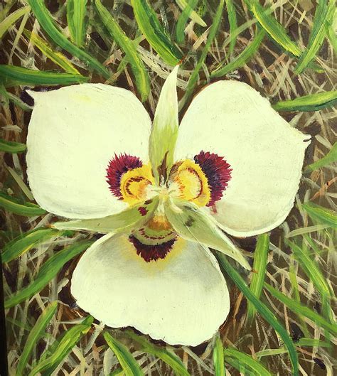 Sego Lily Painting By Peter Stevens Pixels