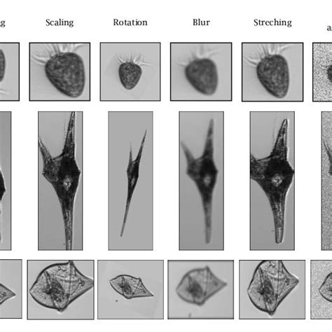 Examples Of Data Augmentation Methods Download Scientific Diagram