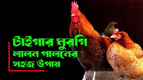 টাইগার মুরগি পালন পদ্ধতি ব্রুডিং ভ্যাকসিন ও বিক্রি । Tiger Morgi Farming A To Z Youtube