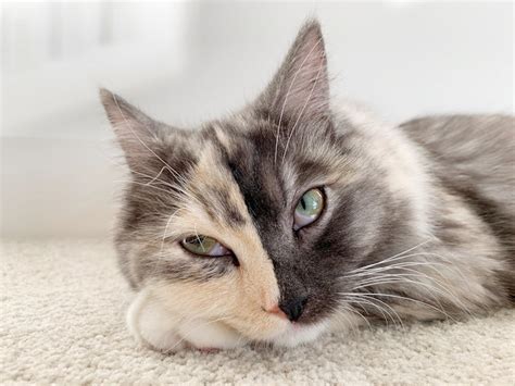 The Genetics Of Chimerism And Mosaicism In Dogs And Cats