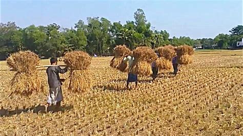 Rice Production Process Step By Step Rice Cultivation Methods Youtube