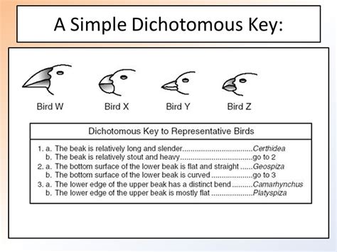 Make A Dichotomous Key WITH Your Students Science Of Curiosity