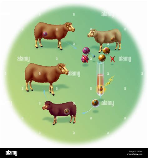 Gene Cloning Hi Res Stock Photography And Images Alamy