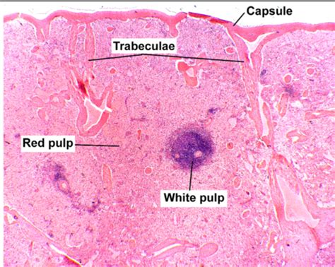 Bio 169 Exam 1 Practice Questions Flashcards Quizlet