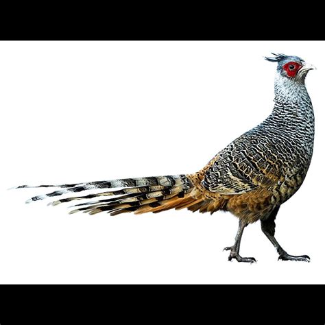 Cheer Pheasant Catreus Wallichii Identification Birda