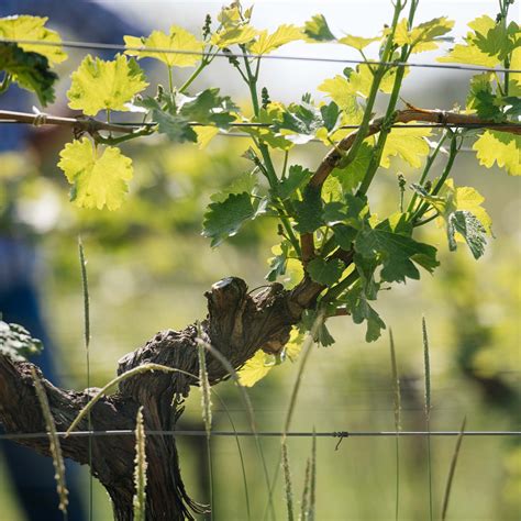 Guyot Webinars Pruning And Shoot Selection Simonit And Sirch Academy Usa