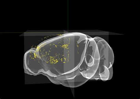 Cells Coordinates Misaligned From Qupath To Herbs Image Analysis