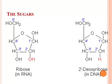 Dna Strcture And Function Pptx