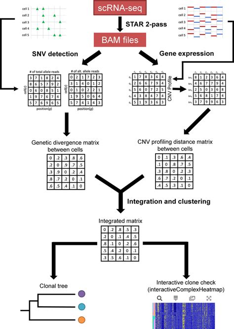 Clonal Architecture With Integration Of Snv And Cnv Caisc Overview Download Scientific