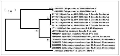 Morphometric And Molecular Analysis Of Five Spine Epidinium Morphotypes
