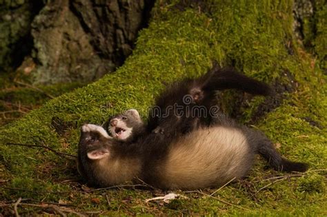 Couple Of Ferret Babies Exploring Summer Forest Moss Location Stock