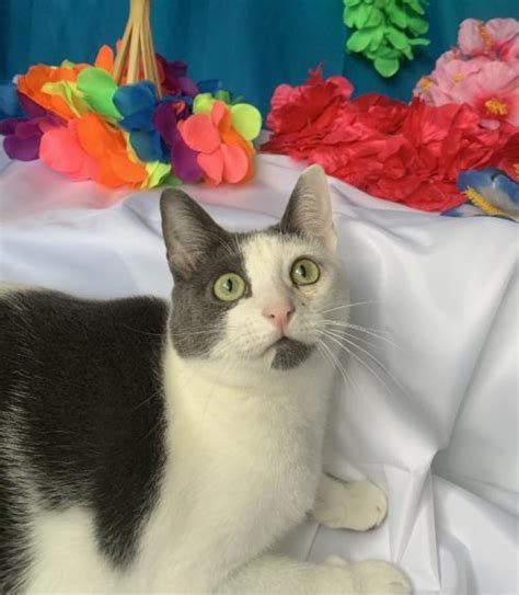 Adoptable Cats And Kittens In Houston Tx