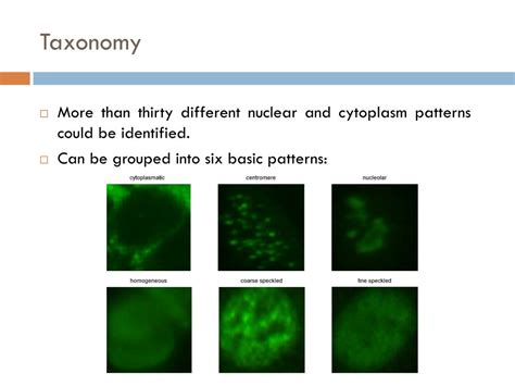 Ppt Hep 2 Cells Classification Via Fusion Of Morphological And Textural Features Powerpoint