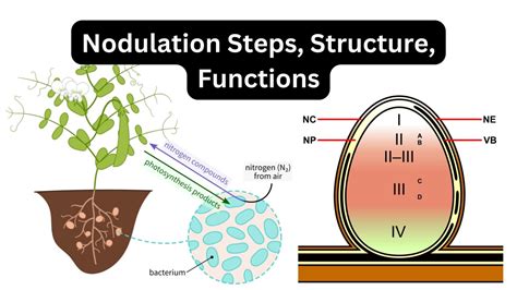 Microbial Interaction Definition Types Characteristics Examples