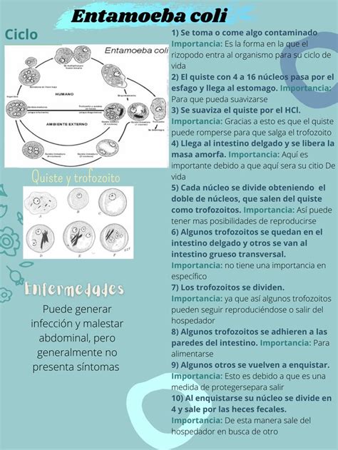 Ciclo De Vida Da Entamoeba Coli Ciclo De Vida Da Entamoeba Coli