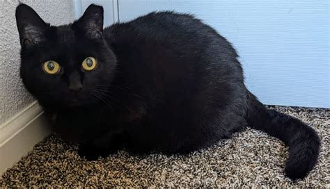 Dewey Golden Oldies Cat Rescue