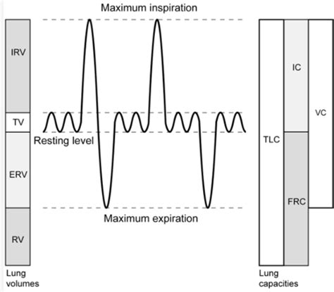 CSD Exam Week 2 Flashcards Quizlet