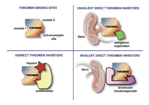 Thrombin Binding Sites And Interactions With Inhibitors Download
