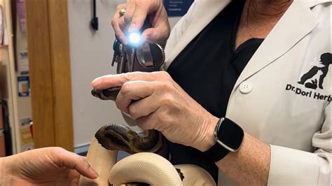 3 year ball python routine vet visit youtube