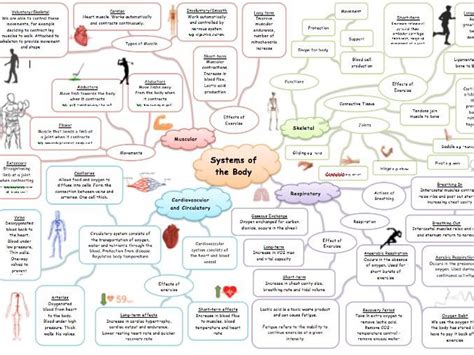 Cuerpo Humano Mind Map