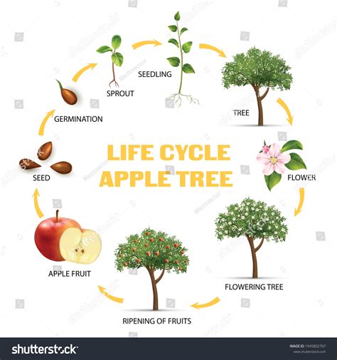 Hundred Life Cycle Apple Tree Royalty Free Images Stock Photos Pictures Shutterstock