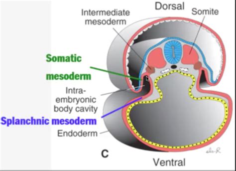 Intermediate Mesoderm