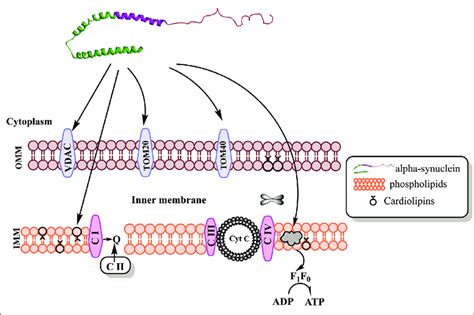Alpha Synuclein Binding In Various Mitochondrial Membranes Imm And Omm