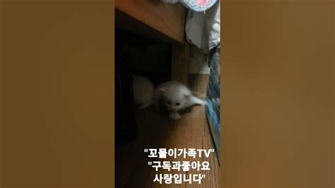 ㅎ맘대로 안되요 자꾸 넘어지려고 고양이 귀요미 아기고양이 집사의하루 유투버꿈나무 유튜브초보 세젤귀 애묘인 Youtube