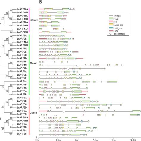 Phylogenetic Relationship Exon Intron Structure Conserved Domains Download Scientific Diagram
