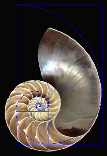 Real Life Fibonacci Sequence In Nature Golfsquared
