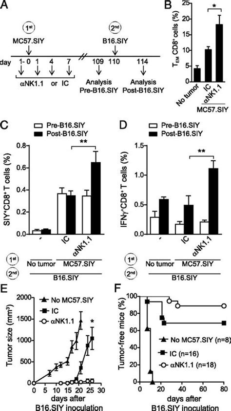 nk cells restrain spontaneous antitumor cd8 t cell priming through pd