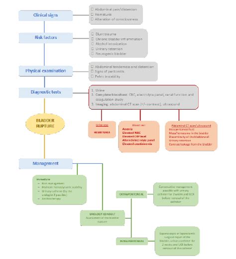 Spontaneous Bladder Rupture In Er Settings 2 Case Reports And