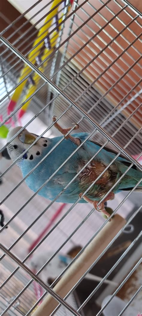 Male Budgie Egg Binding Rbudgies