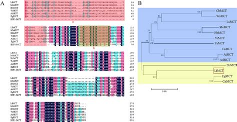 multiple alignment and phylogenetic analysis of mct protein sequences