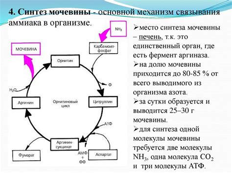 Метаболизм белков утилизация аммиака цикл мочевины Патология