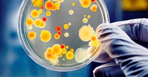 Online Microbiology For Health Professions At Une Une Online