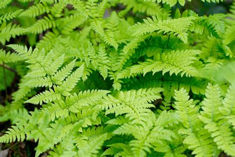 Fern Indoors And Out Swaths Of Lush Greenery To Highlight Other Blooms