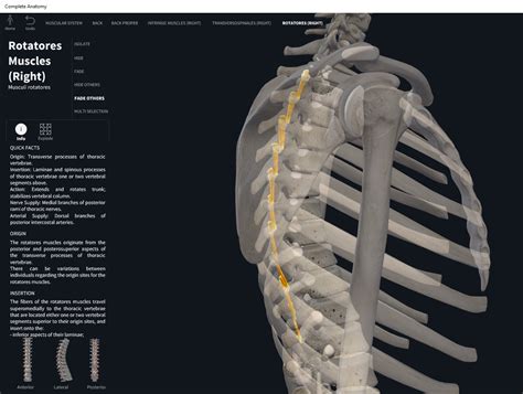 Muscles Rotatores Anatomy And Physiology