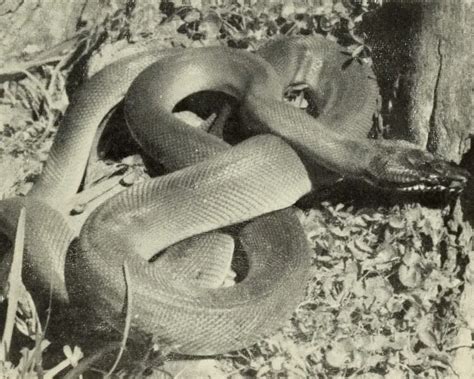 Dalbertis Python Facts Diet Habitat And Pictures On Animaliabio